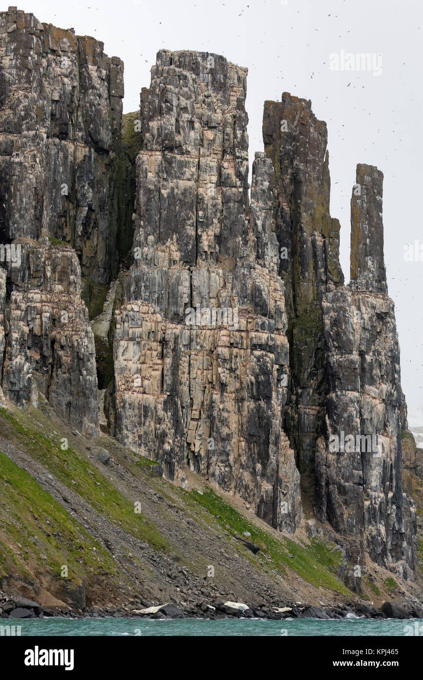 Alkefjellet, sea cliff housing seabird colony of thick-billed murres ...