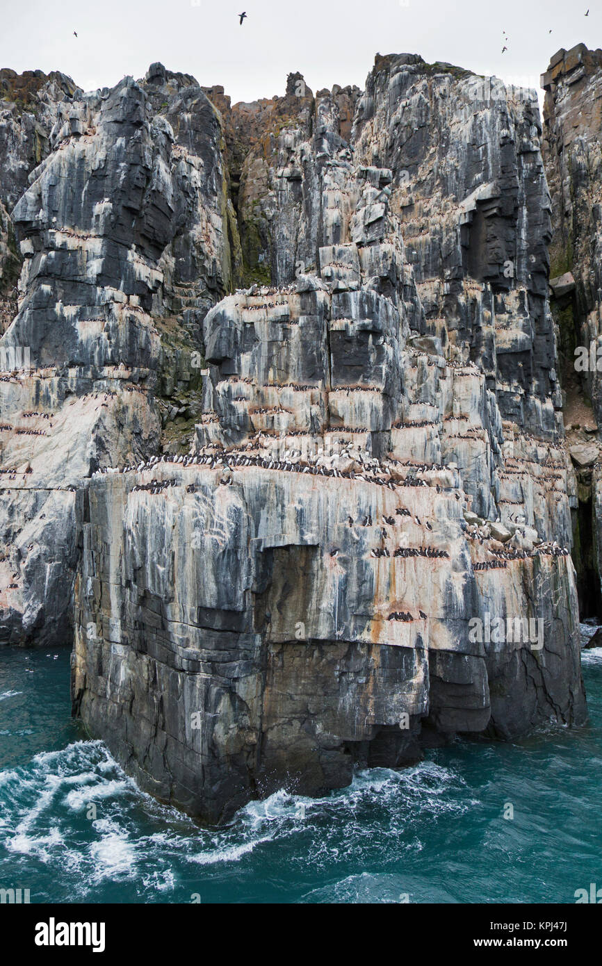 Alkefjellet, sea cliff housing seabird colony of thick-billed murres ...
