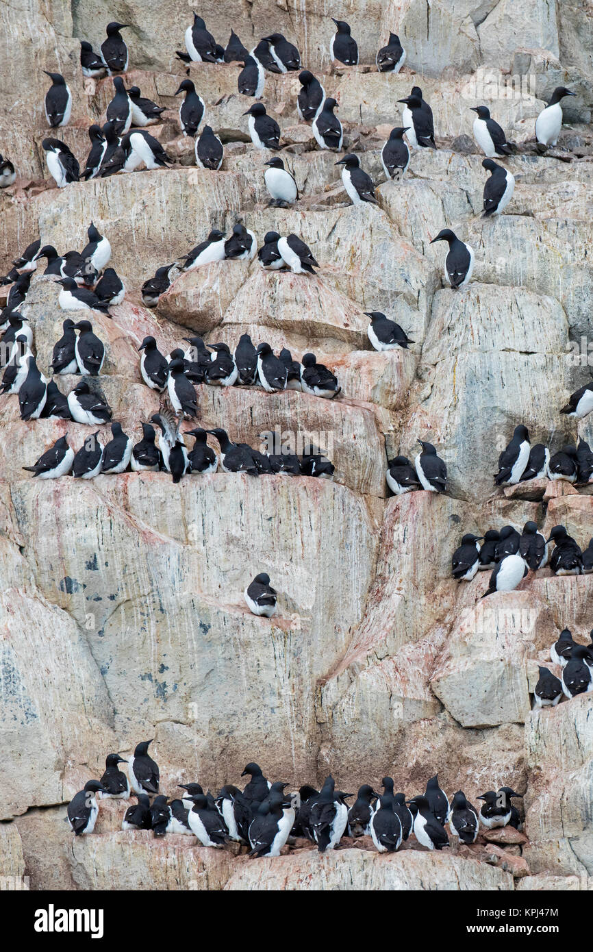 Alkefjellet, sea cliff housing seabird colony of thick-billed murres ...