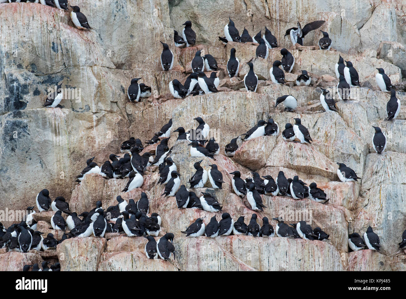 Alkefjellet, sea cliff housing seabird colony of thick-billed murres ...
