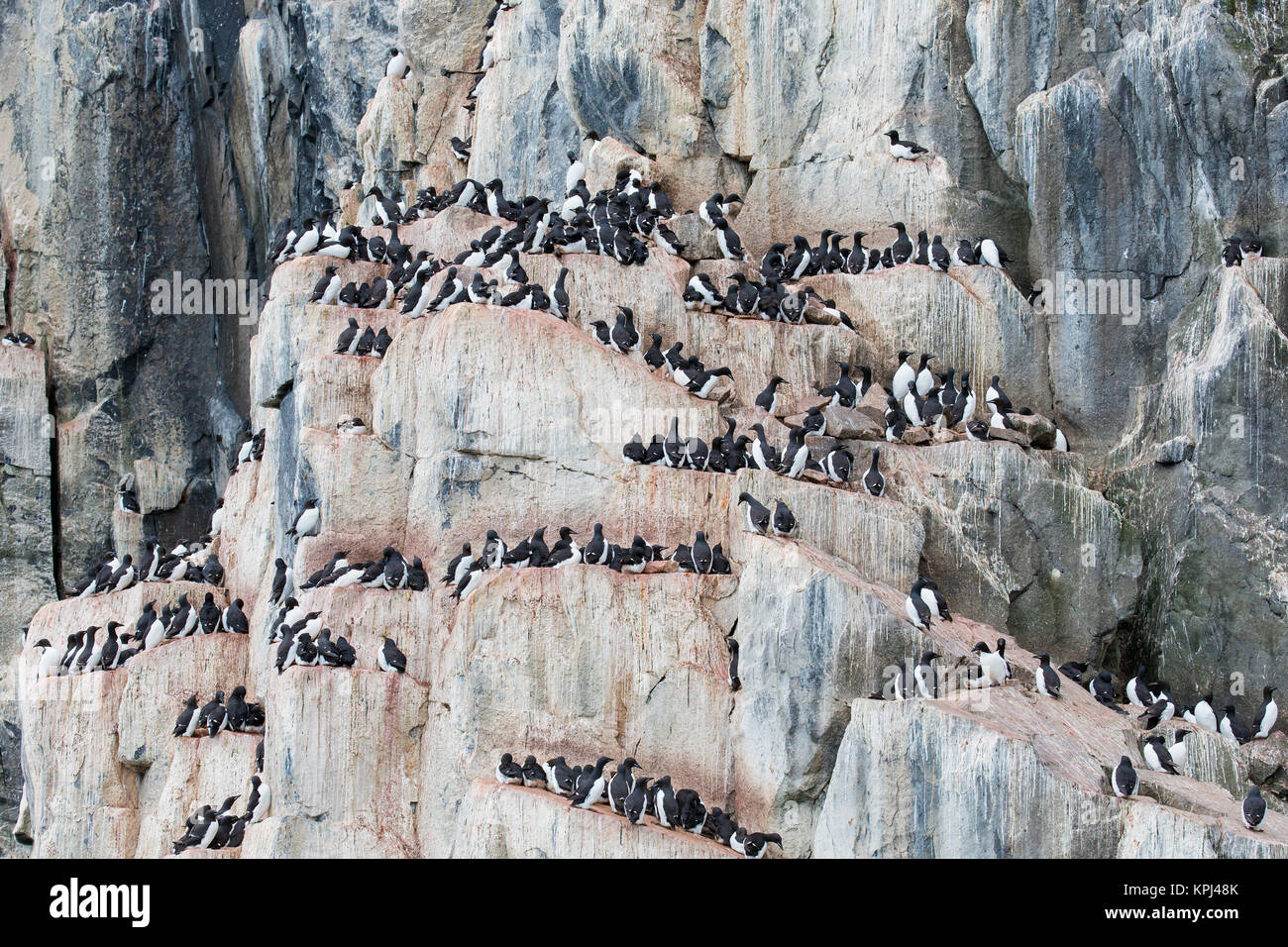 Alkefjellet, sea cliff housing seabird colony of thick-billed murres ...