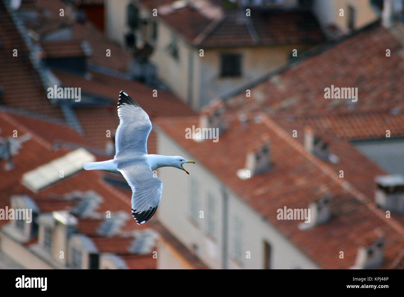 Gull open beak hi-res stock photography and images - Alamy