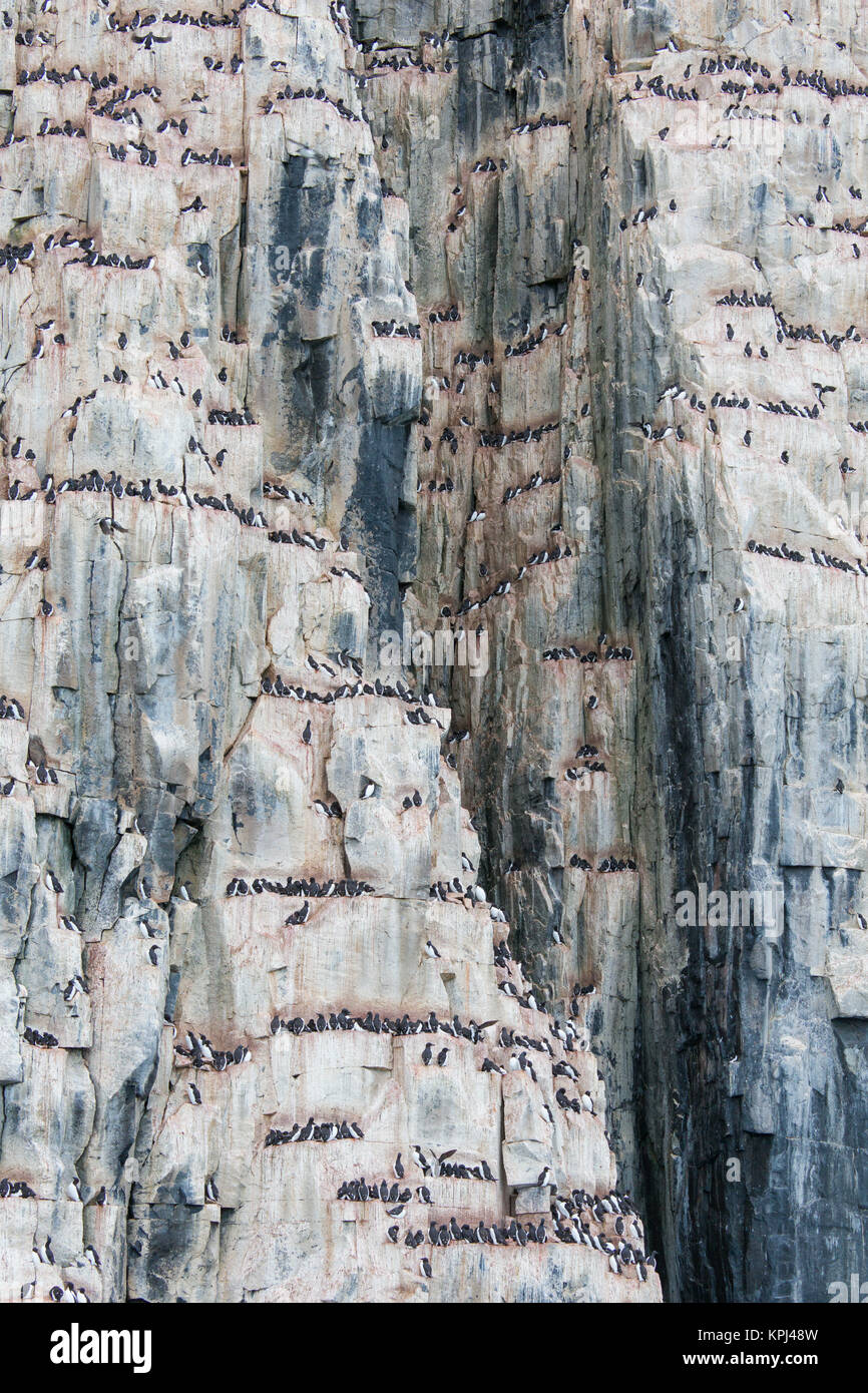 Alkefjellet, sea cliff housing seabird colony of thick-billed murres ...