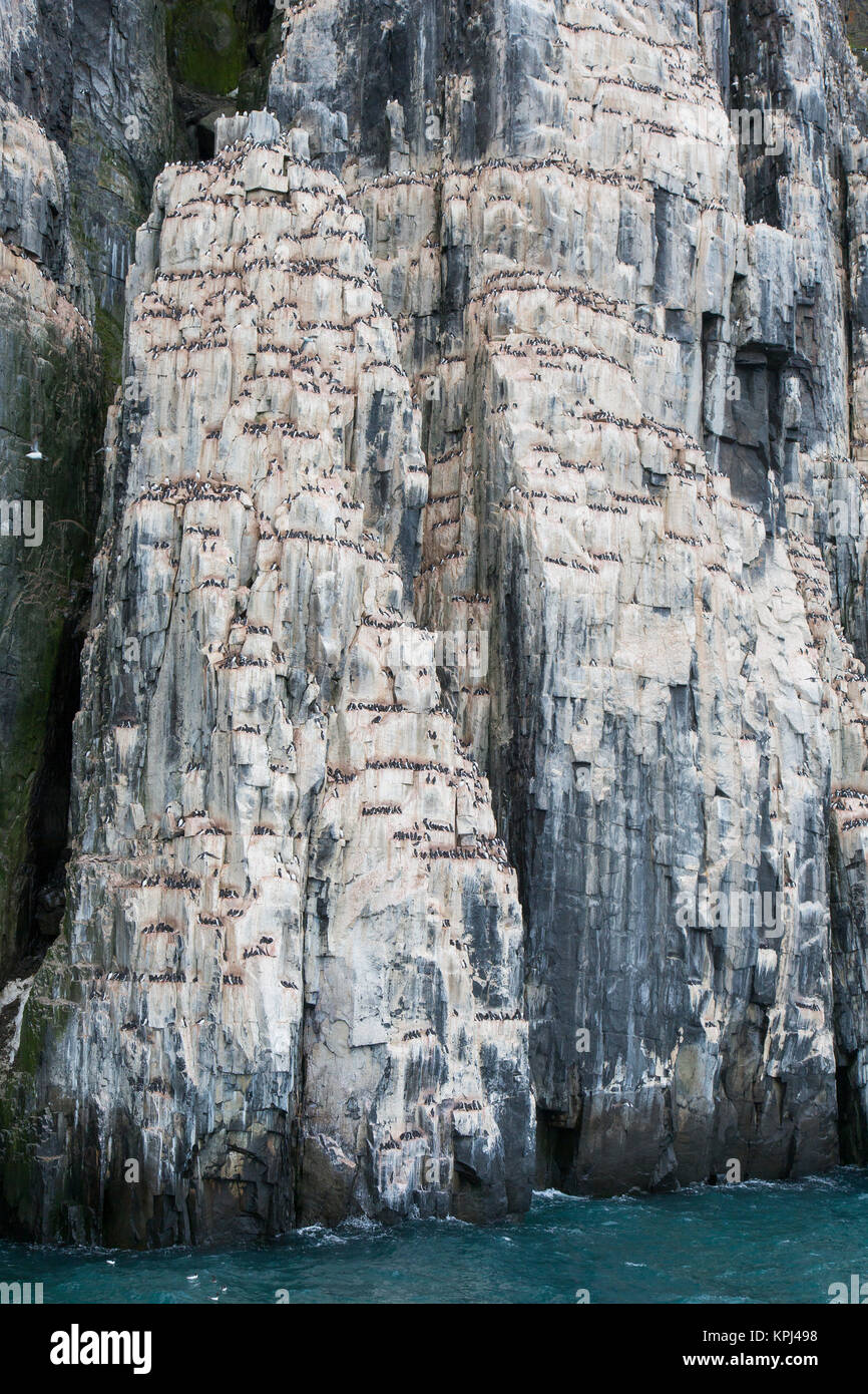 Alkefjellet, sea cliff housing seabird colony of thick-billed murres ...