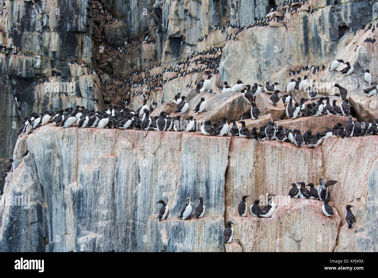 Alkefjellet, sea cliff housing seabird colony of thick-billed murres ...
