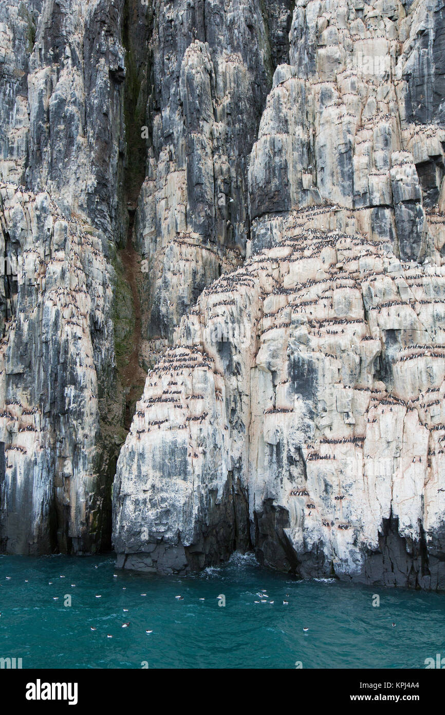 Alkefjellet, sea cliff housing seabird colony of thick-billed murres ...