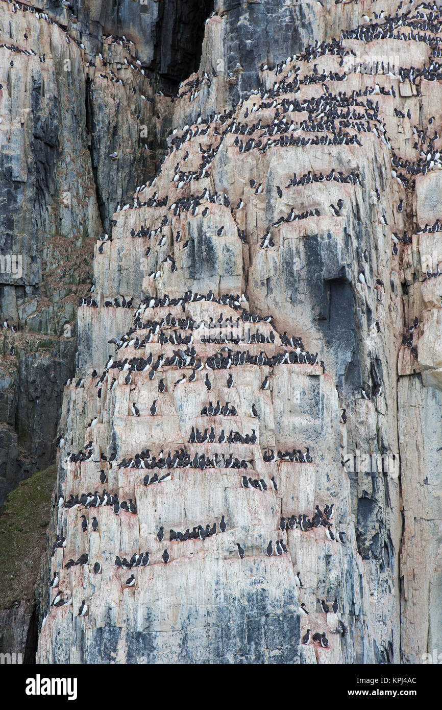 Alkefjellet, sea cliff housing seabird colony of thick-billed murres ...