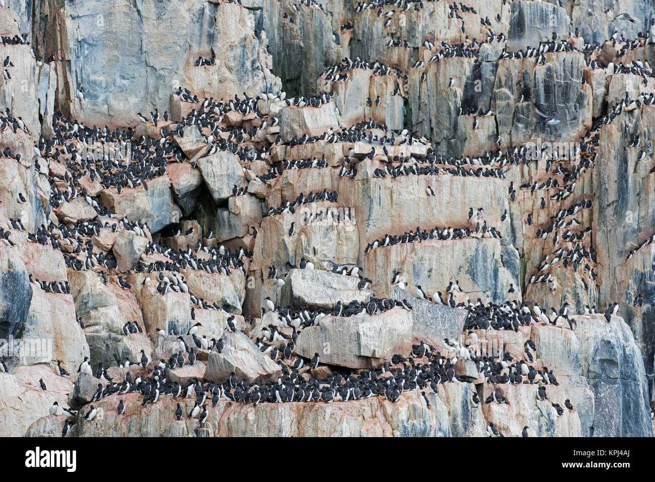 Alkefjellet, sea cliff housing seabird colony of thick-billed murres ...