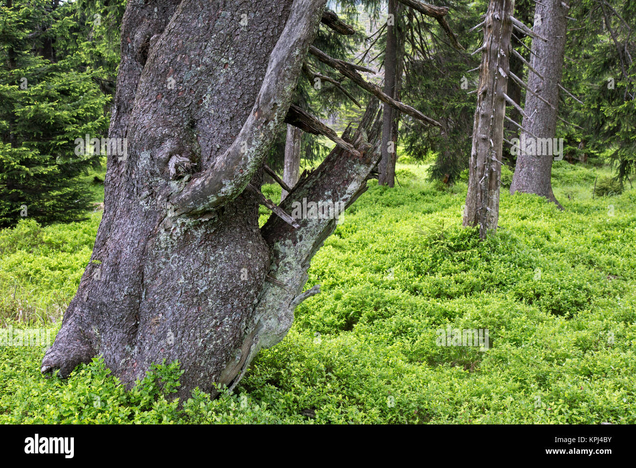 Spruce spruces hi-res stock photography and images - Alamy