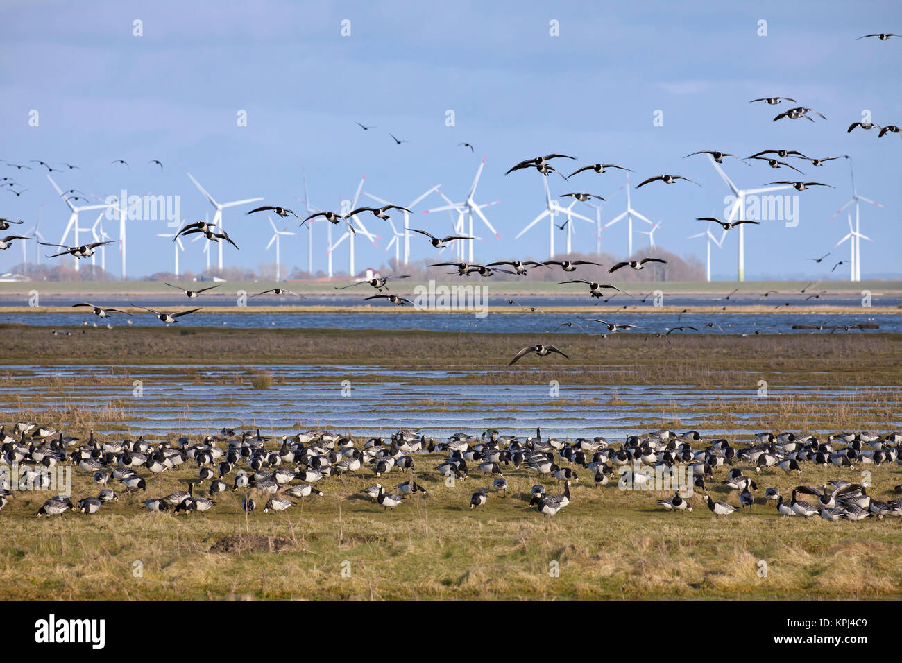 Flock of barnacle geese (Branta leucopsis) flying in front of wind ...