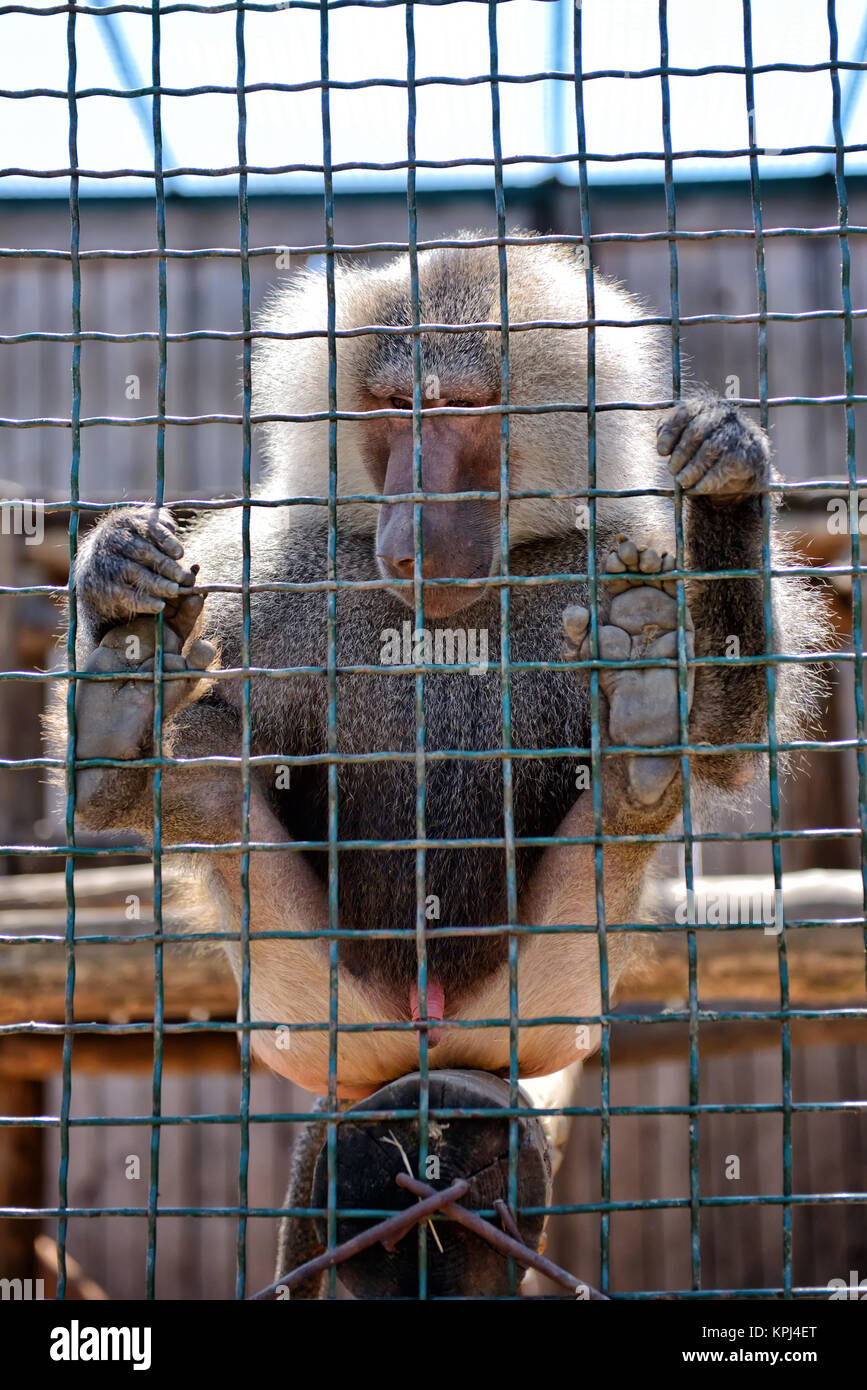 A deep thinking young baboon locked in a cage in a zoo Stock Photo - Alamy