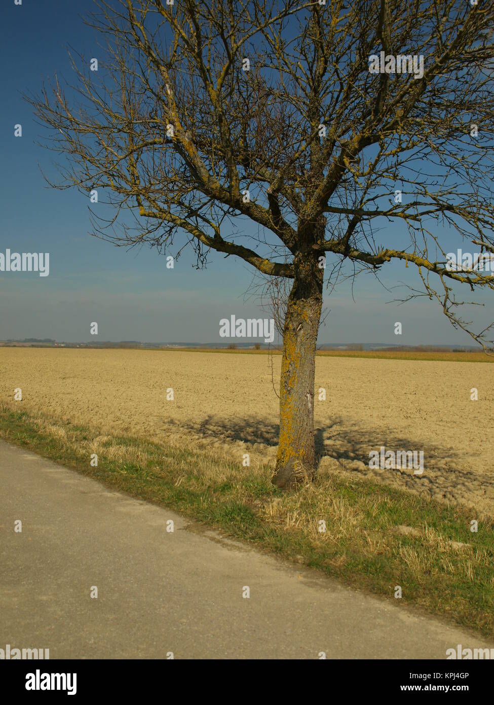old street tree in spring Stock Photo - Alamy