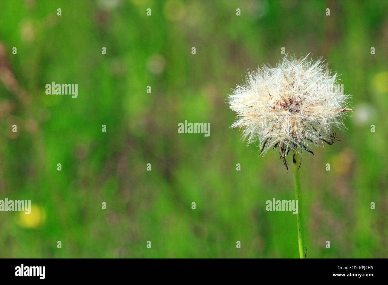 Unique dry dandelion Stock Photo - Alamy