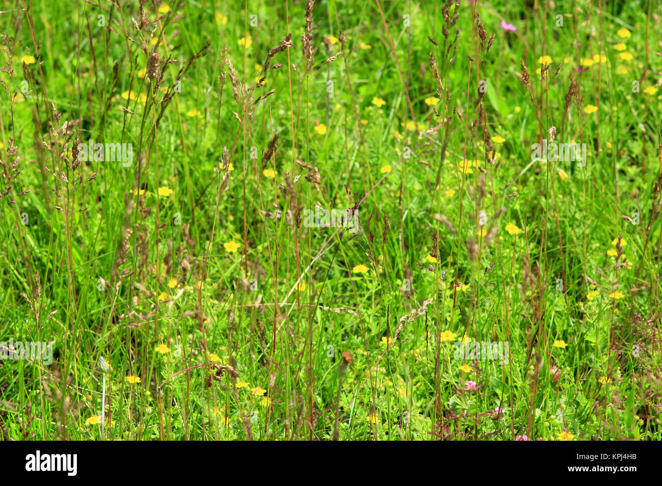 meadow flowers in the green grass Stock Photo - Alamy