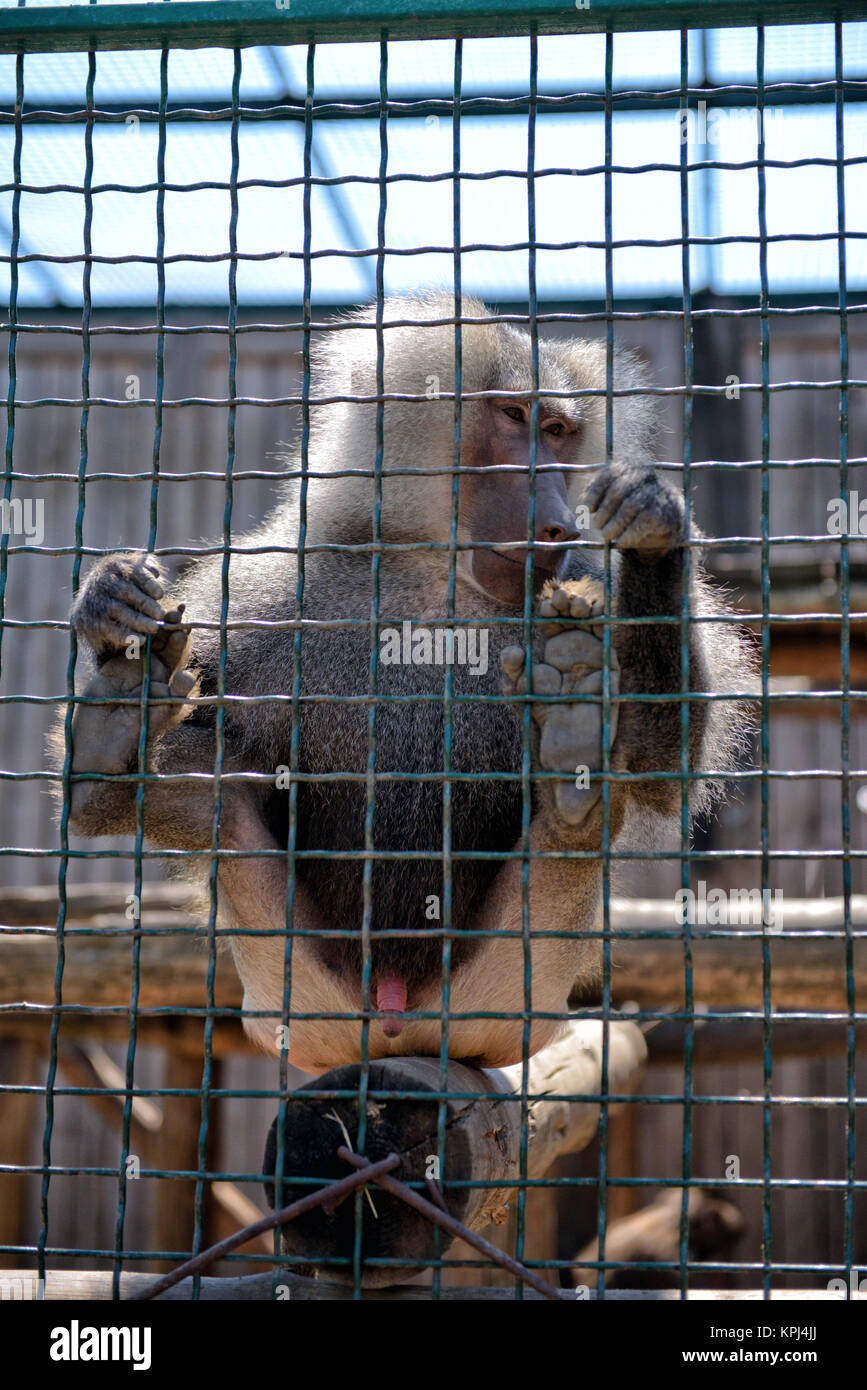 A deep thinking young baboon locked in a cage in a zoo Stock Photo - Alamy