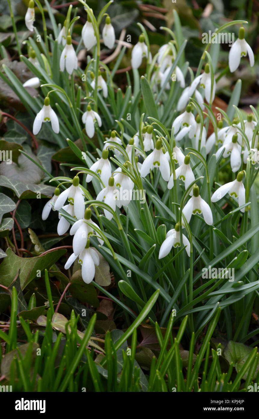 Snowdrop bed hi-res stock photography and images - Alamy