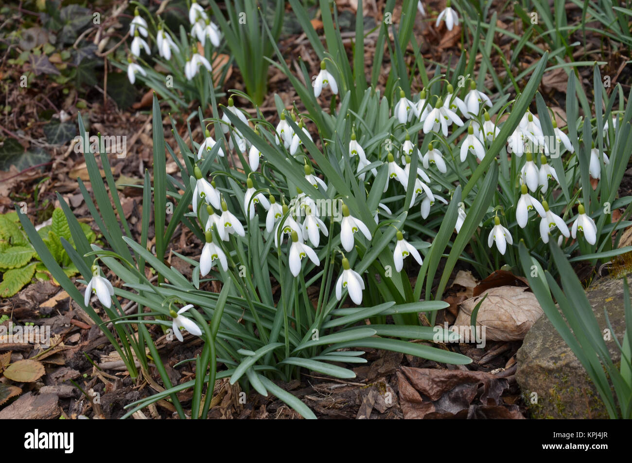 Snowdrop bed hi-res stock photography and images - Alamy