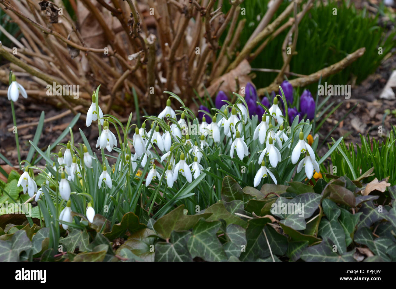 Snowdrop onion hi-res stock photography and images - Alamy