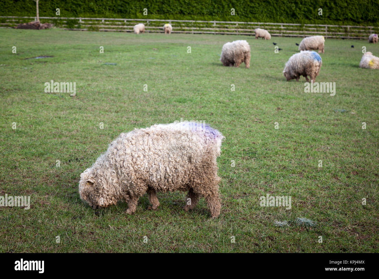 Devon and cornwall longwool hi-res stock photography and images - Alamy