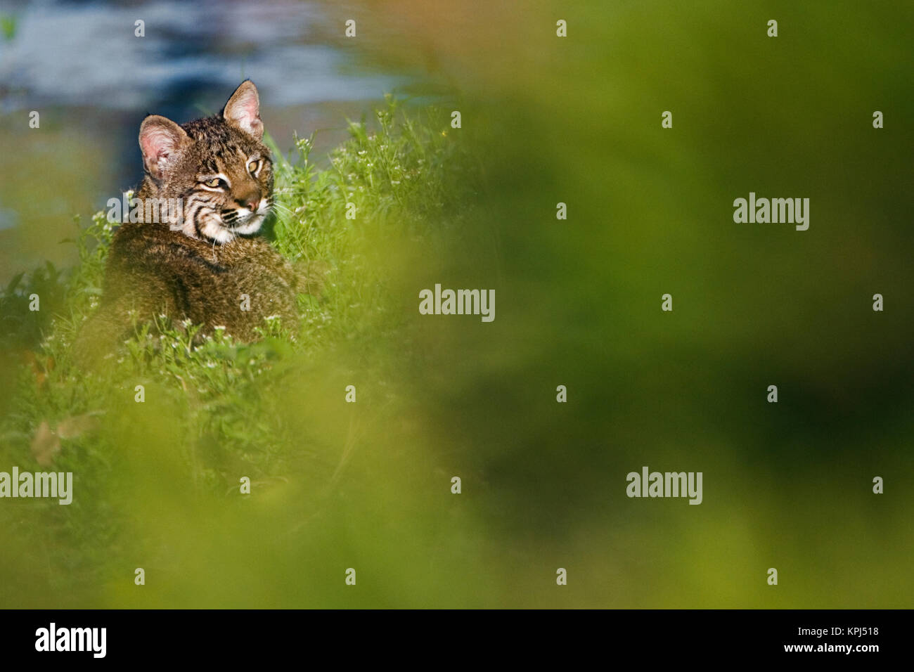 Bobcat florida hi-res stock photography and images - Alamy