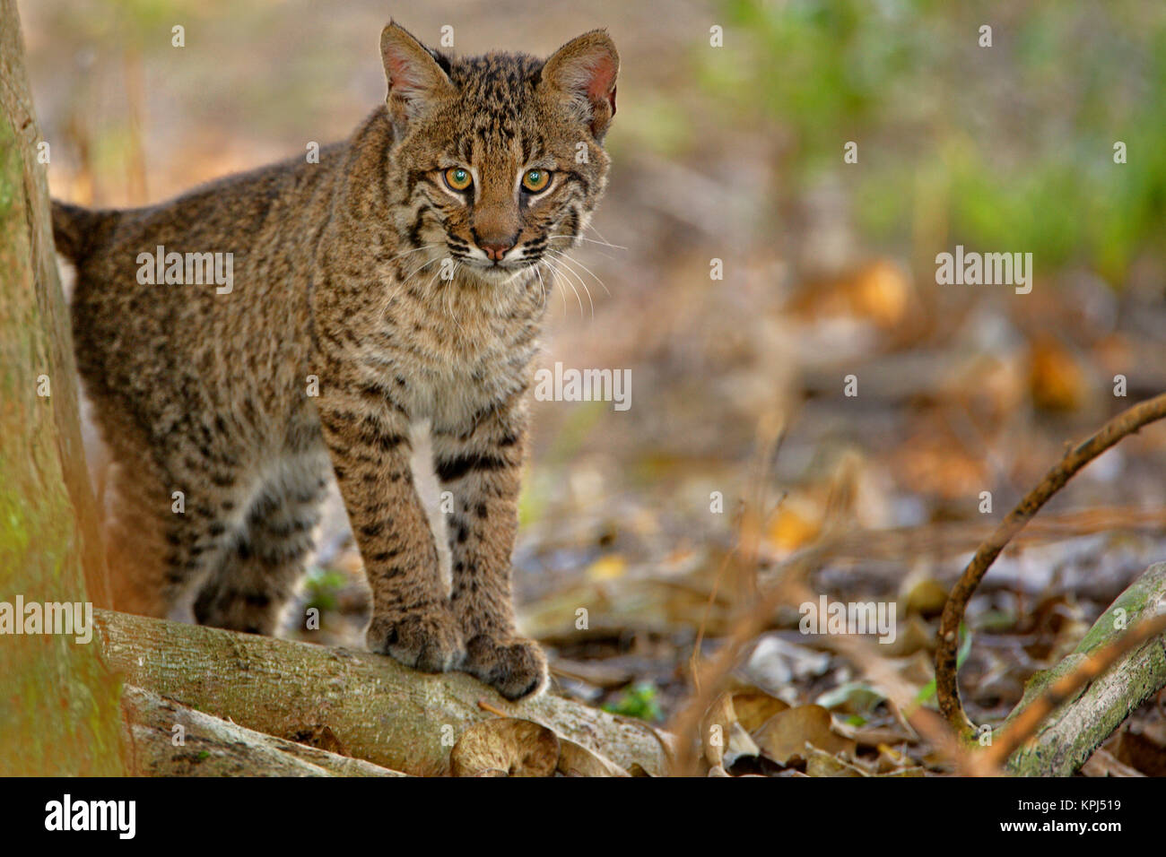 Bobcat florida hi-res stock photography and images - Alamy