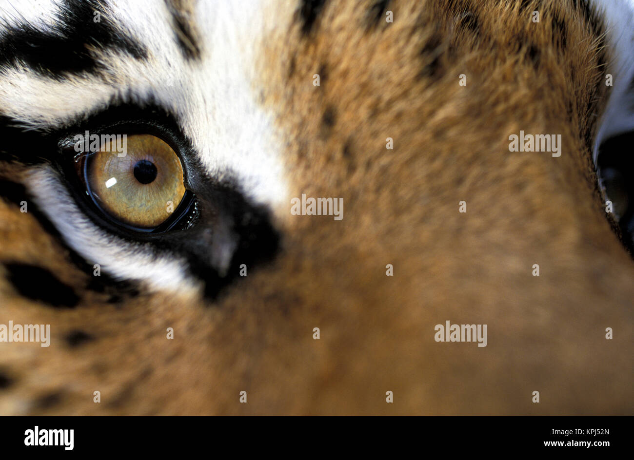 USA, Florida. Bengal Tiger (Panthera tigris), captive Stock Photo - Alamy