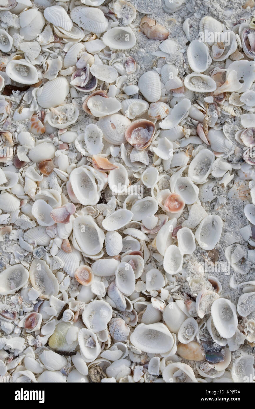 USA, Florida, Sanibel Island: Sanibel Seashells Stock Photo - Alamy