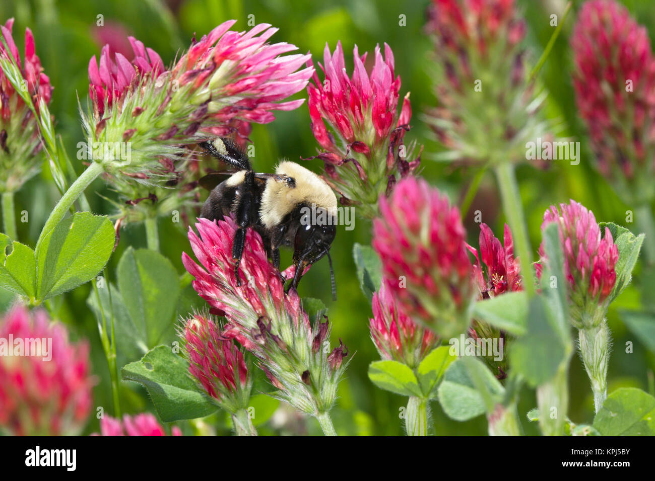 Insect red clover hi-res stock photography and images - Alamy