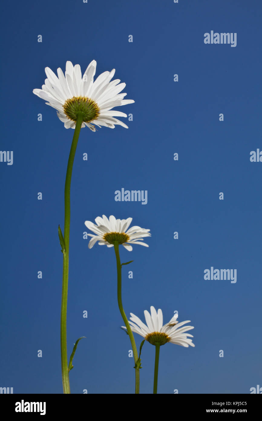 Upward view of daisy flower, Macon, Georgia Stock Photo - Alamy