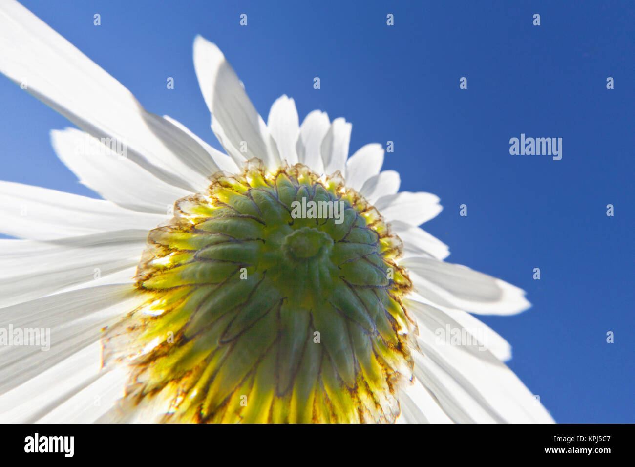 Daisy georgia hi-res stock photography and images - Alamy