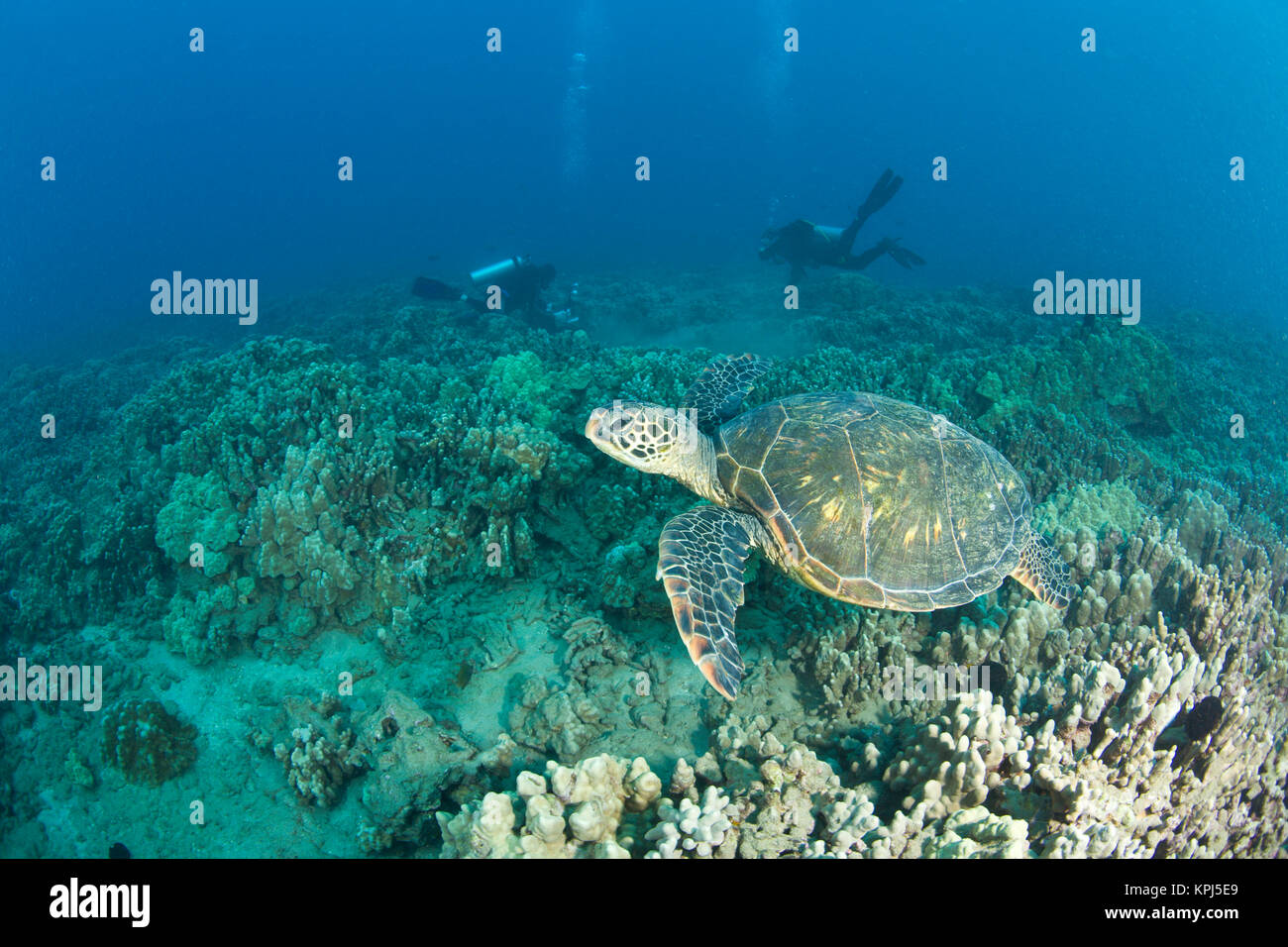 The Green Sea Turtle, (Chelonia mydas), is the largest hard-shelled sea ...