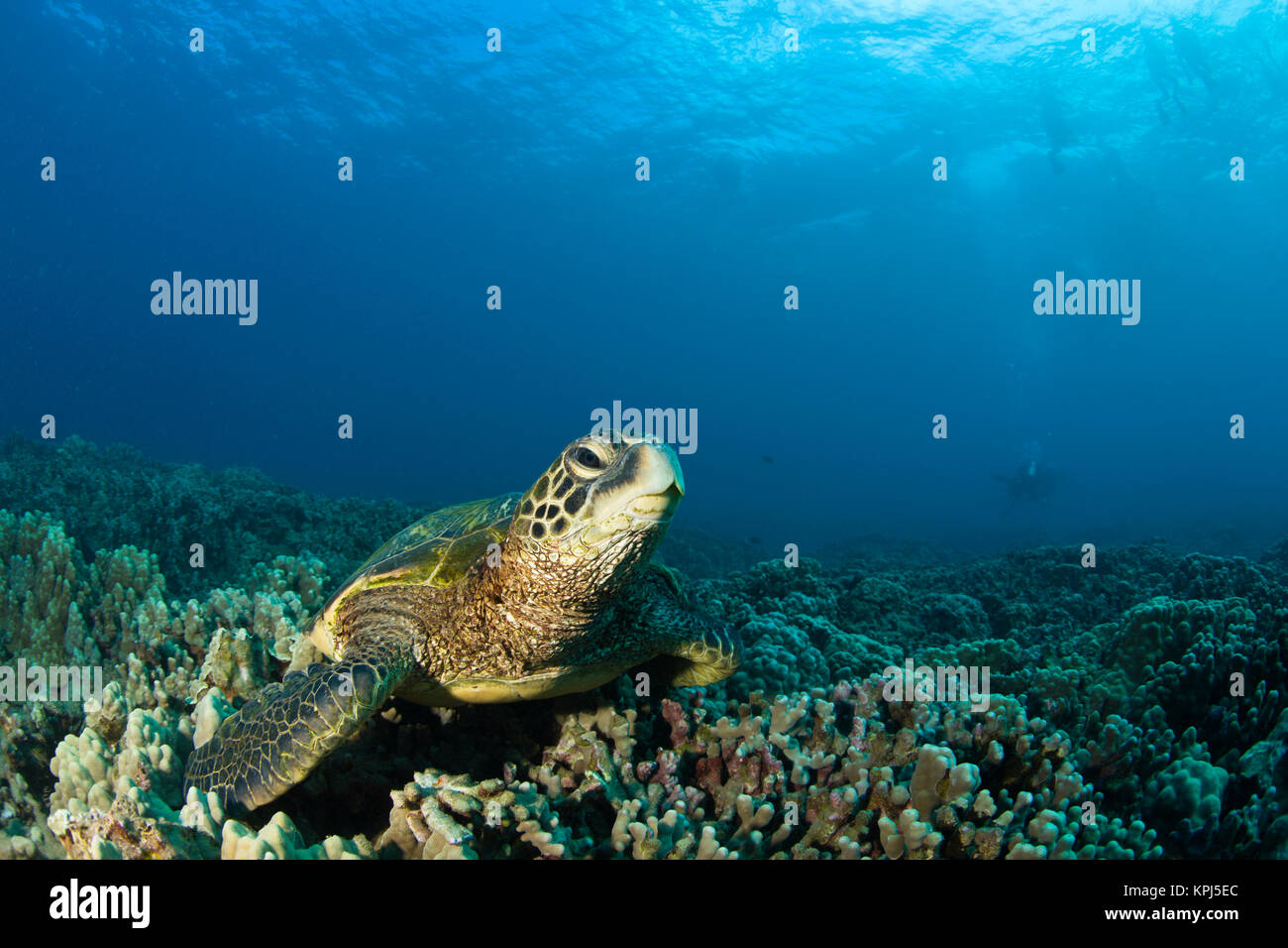 The Green Sea Turtle, (Chelonia mydas), is the largest hard-shelled sea ...