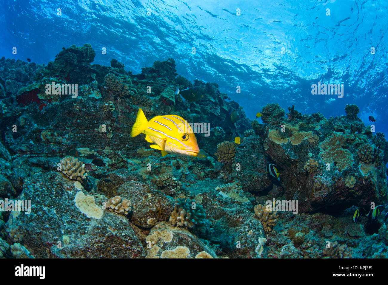 Bluestripped Snapper, Molokini Crater (Bird Sanctuary), South Maui ...