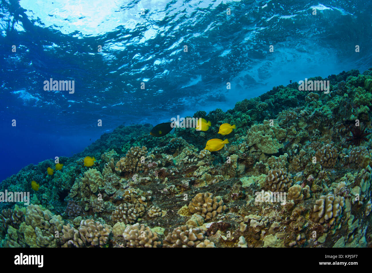 Molokini fish hi-res stock photography and images - Alamy
