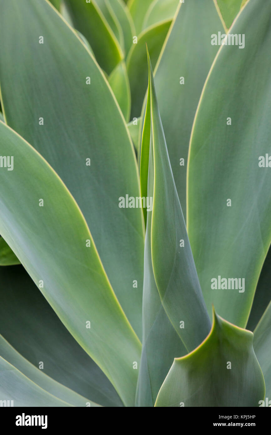 USA, Hawaii, Maui, Agave Plant with fresh green leaves Stock Photo - Alamy