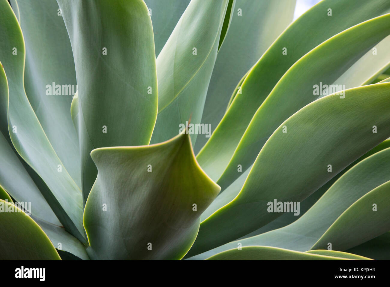 USA, Hawaii, Maui, Agave Plant with fresh green leaves Stock Photo - Alamy