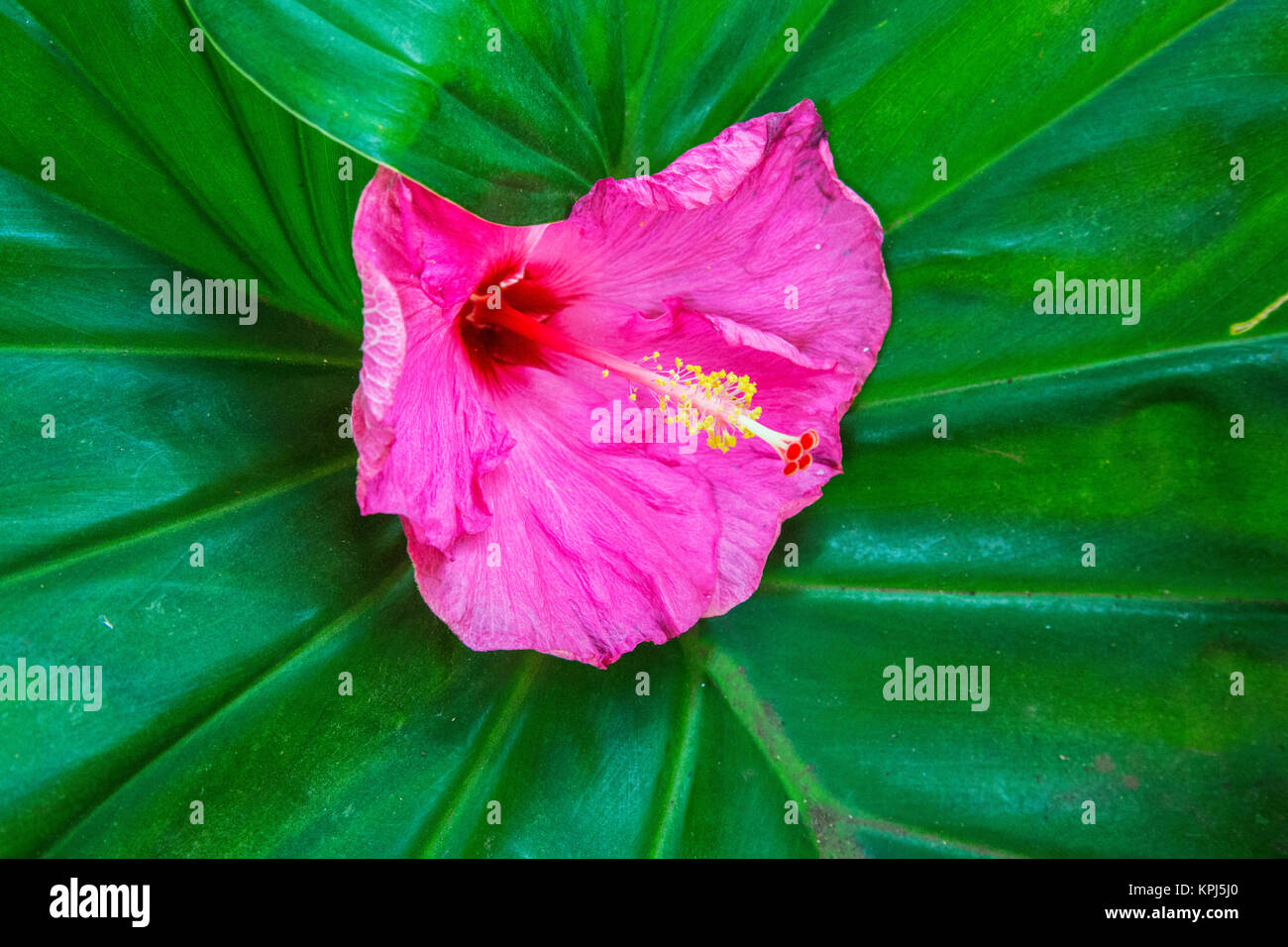 USA, Hawaii, Maui, Pink Hibiscus on Large leaf Stock Photo - Alamy