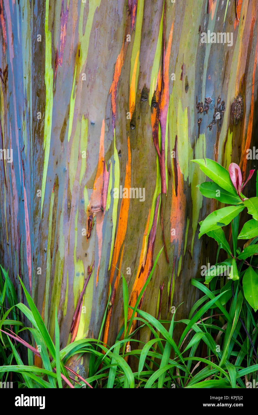 USA, Hawaii, Maui, Rainbow Eucalyptus Trees (Eucalyptus deglupta Stock ...