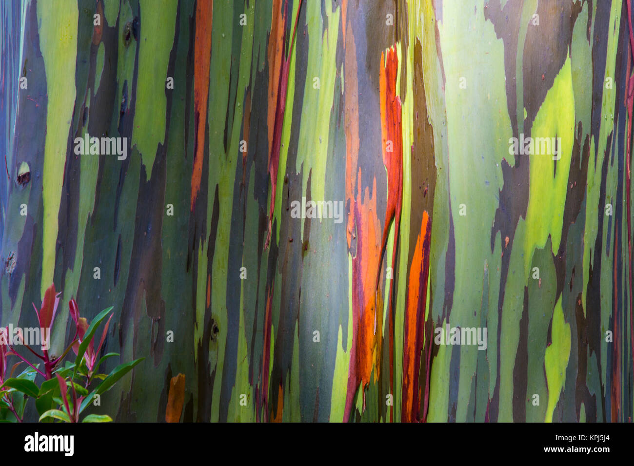 USA, Hawaii, Maui, Rainbow Eucalyptus Trees (Eucalyptus deglupta Stock ...