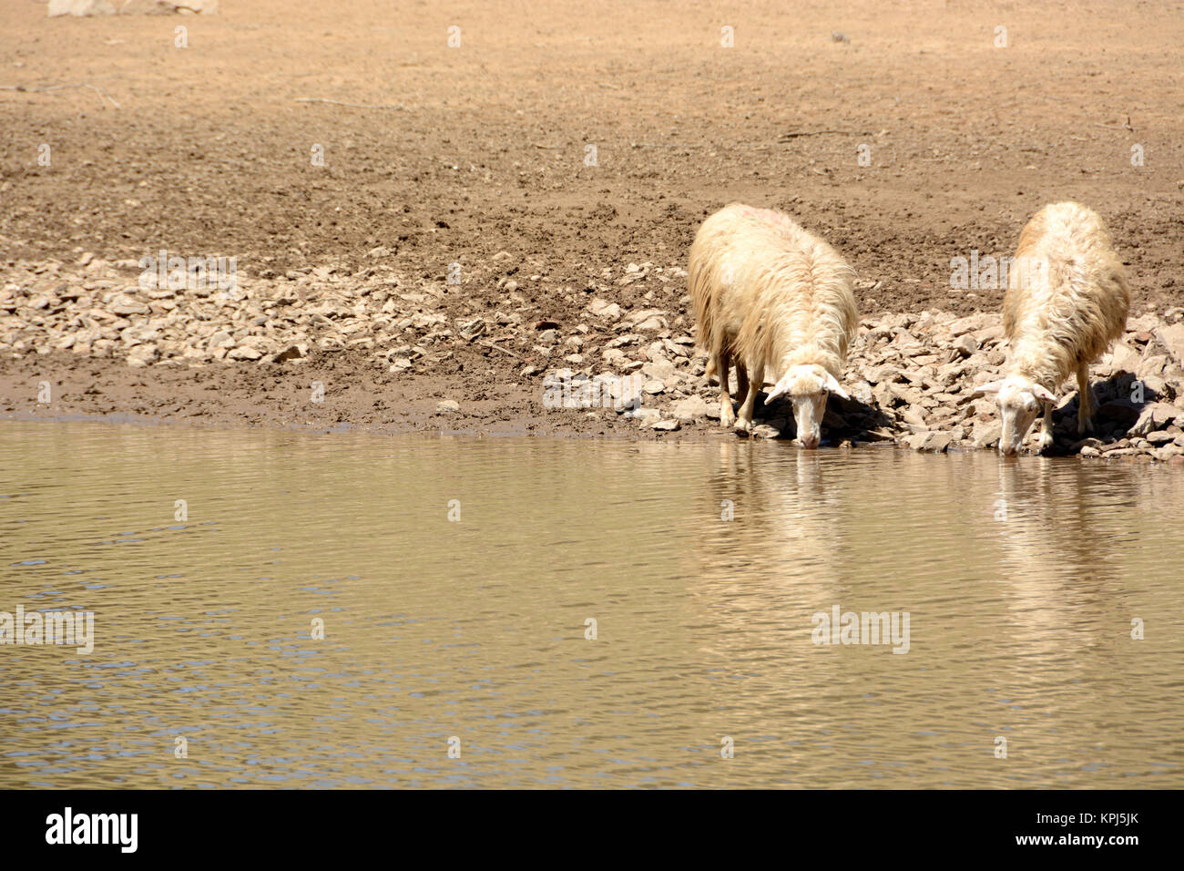 Sheep drinking water hi-res stock photography and images - Alamy