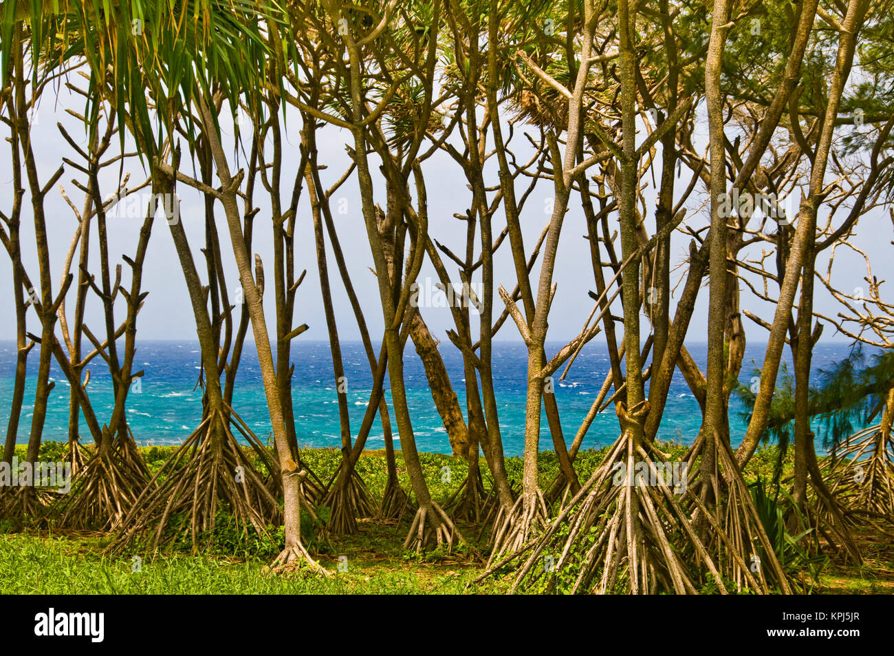 Pandanus tree hi-res stock photography and images - Alamy