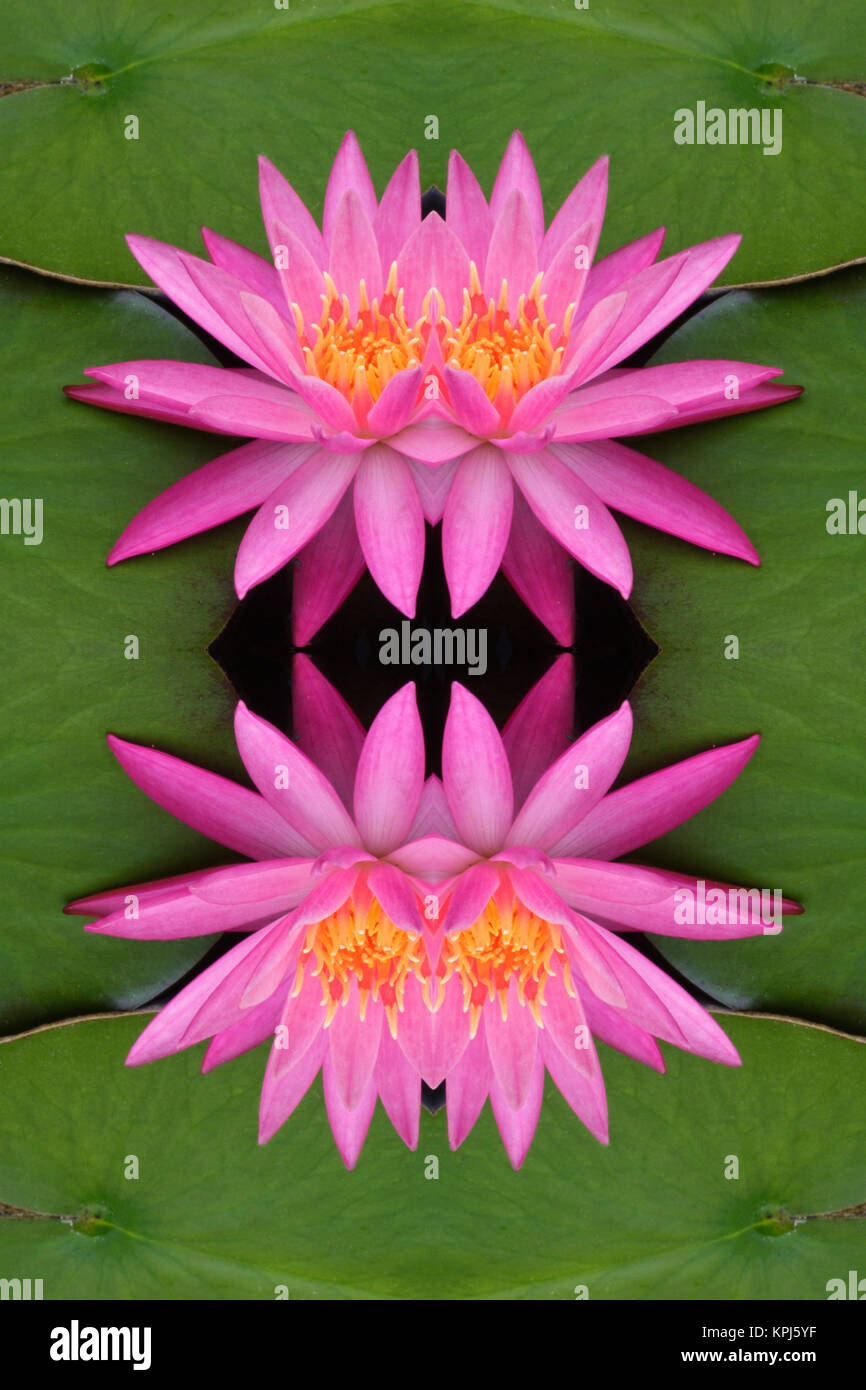 Mirrored and flipped hi-res stock photography and images - Alamy