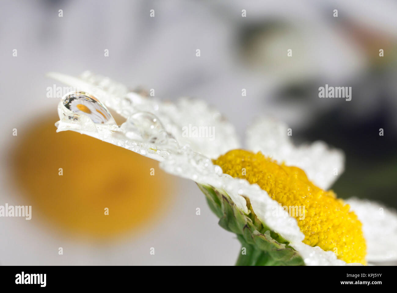 Daisy and dew drop reflection, Kentucky Stock Photo - Alamy