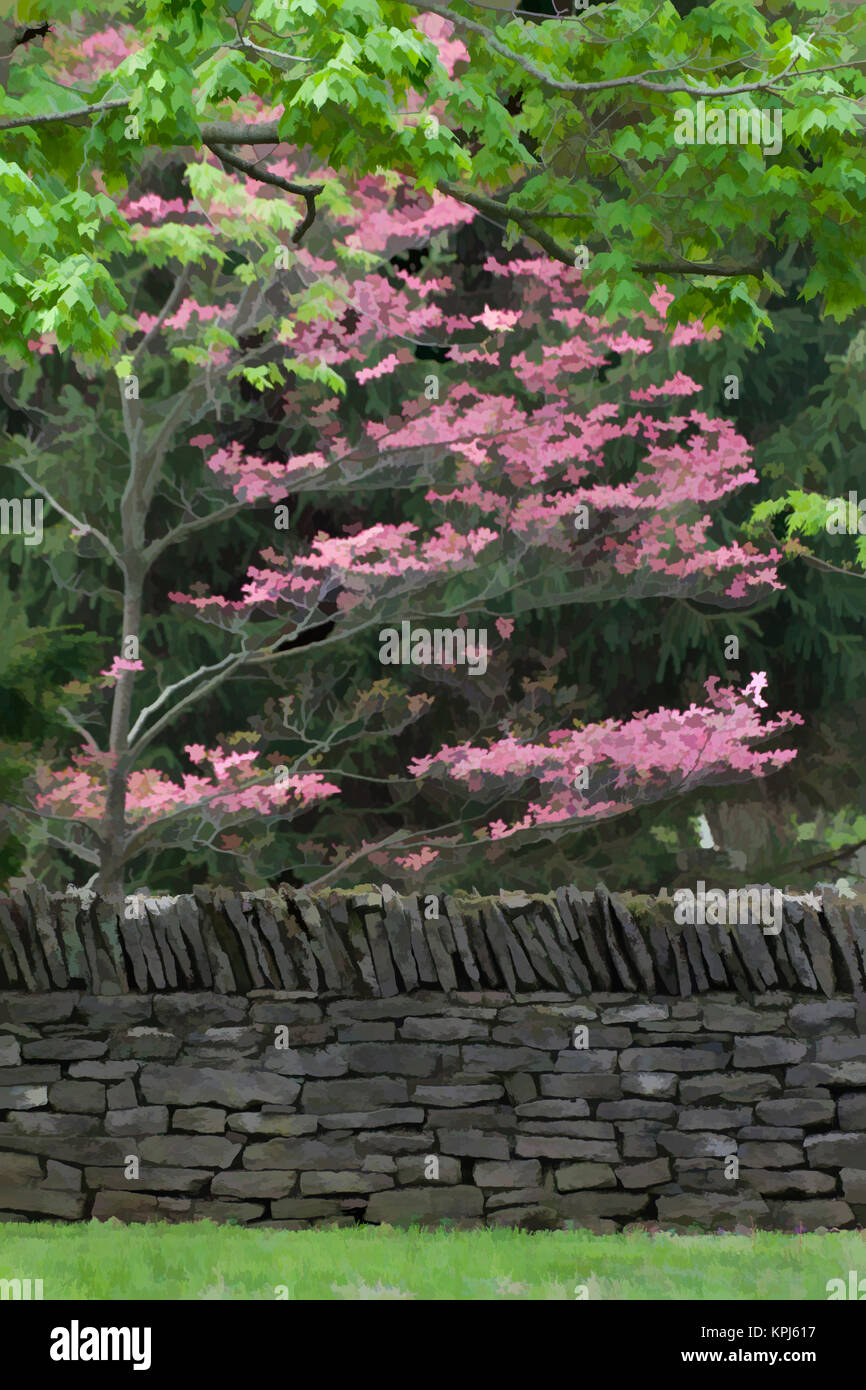 Stone wall and pink dogwood tree, Lexington, Kentucky Stock Photo - Alamy