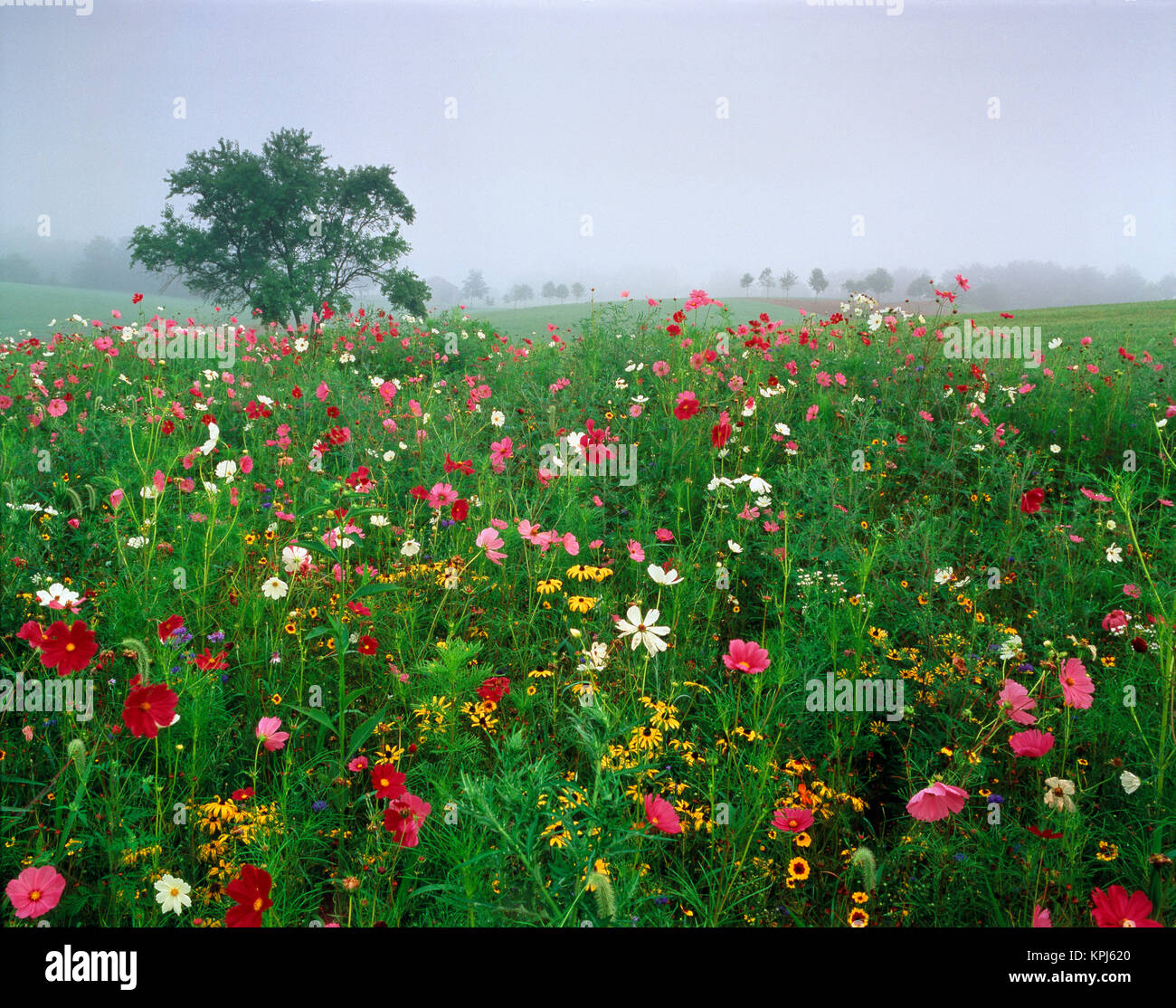 Flower format hi-res stock photography and images - Alamy