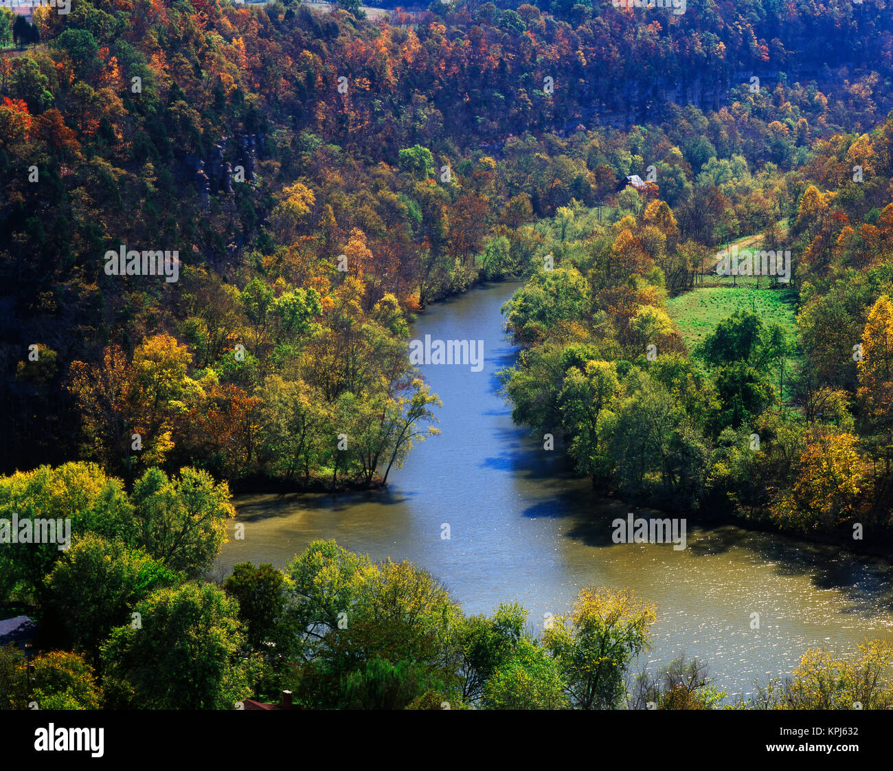 Kentucky bluegrass plant hi-res stock photography and images - Alamy
