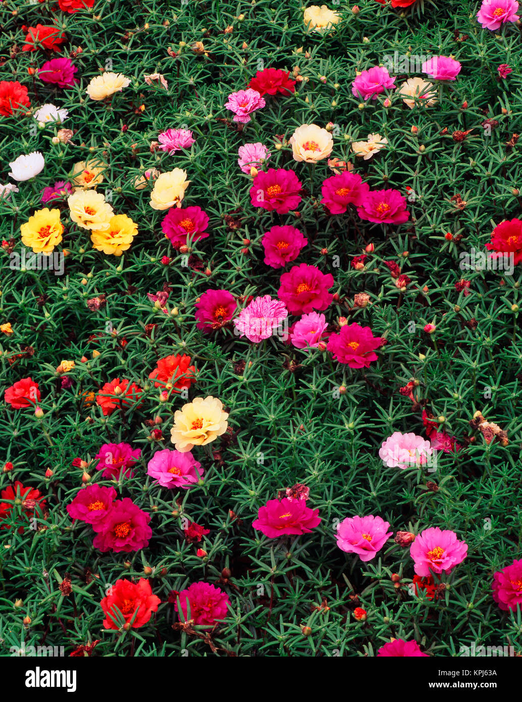 Large flower image hi-res stock photography and images - Alamy