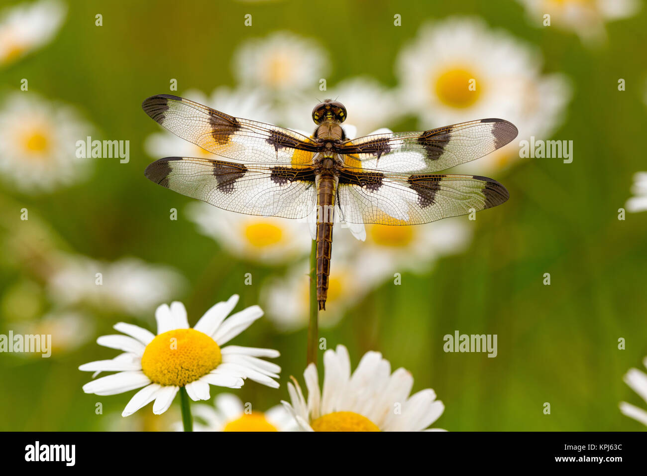 Female Blue Dasher dragonfly on daisy, Pachydiplax longipennis ...