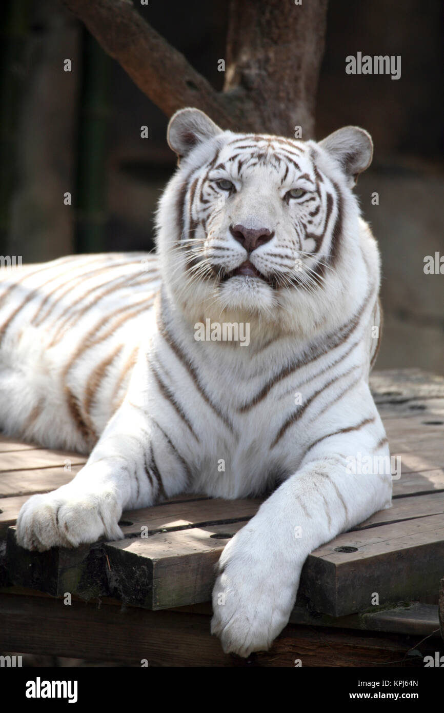 Rougarou Audubon Zoo