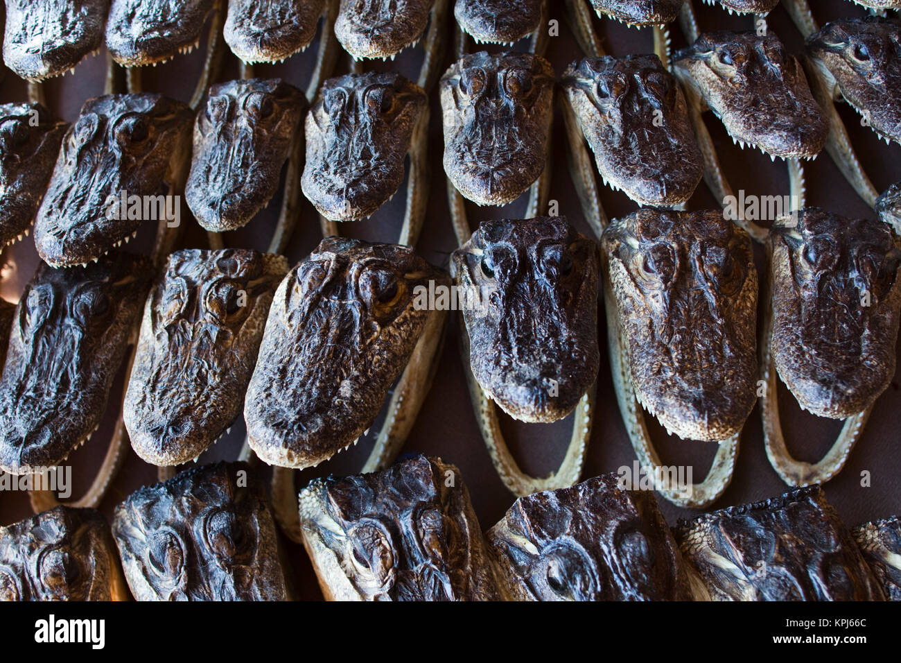 Alligator heads hi-res stock photography and images - Alamy